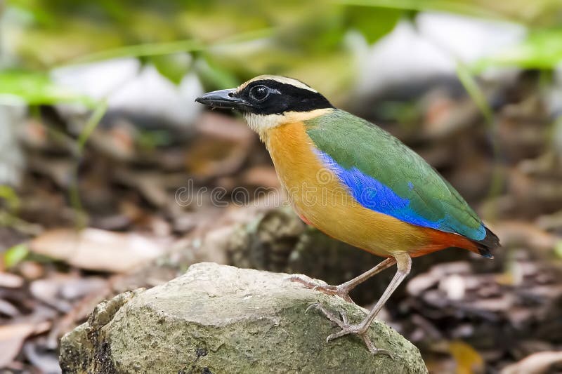 Blue winged pitta stock image. Image of tropical, wild - 71972127