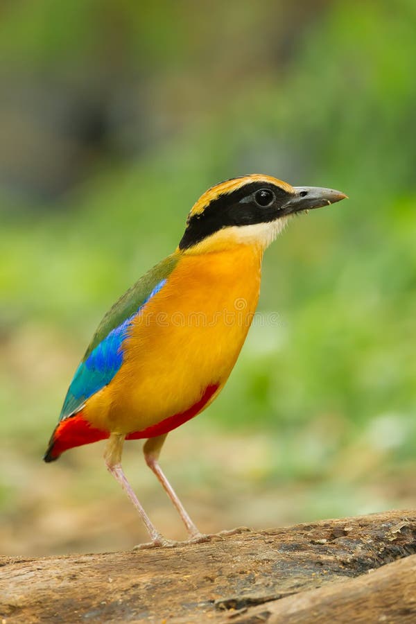 Blue-winged Pitta stock image. Image of animal, eating - 40958653