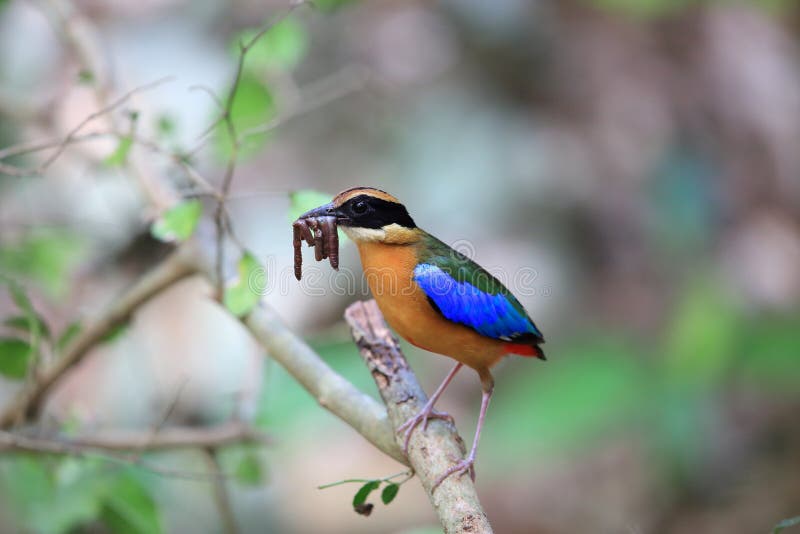 Blue-winged pitta stock image. Image of kaengkrachan - 77044979