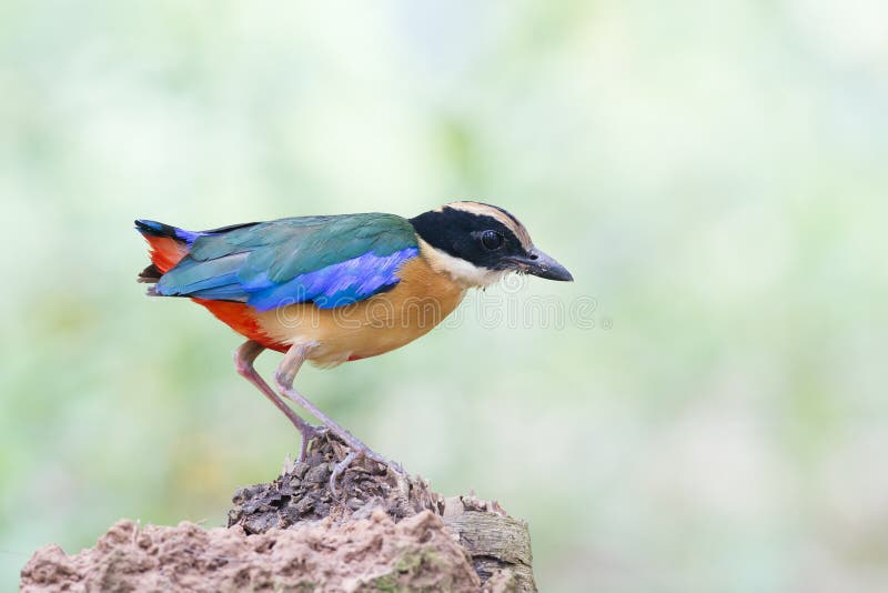 Blue winged pitta stock image. Image of wing, blue, pitta - 45586651