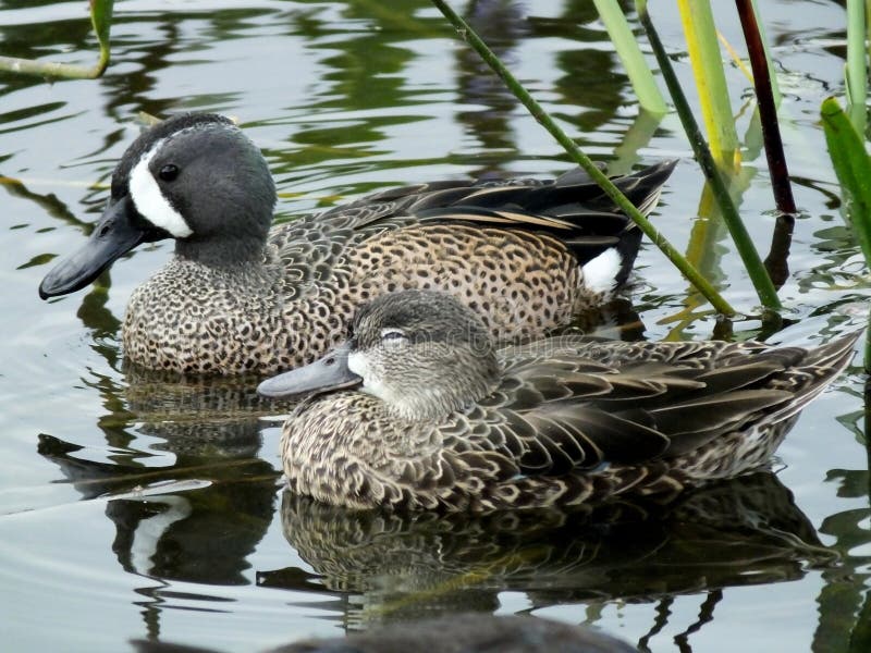 A Male And Female Pair Of Blue-Winged Teal Ducks Stock Photo - Image of ...