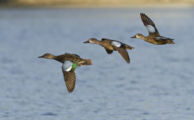 Blue-winged Teal in flight stock photo. Image of take - 26503992