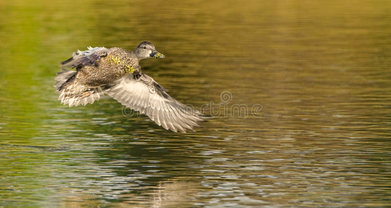 Blue Winged Teal Flying Low Over a Small Pond Stock Image - Image of ...