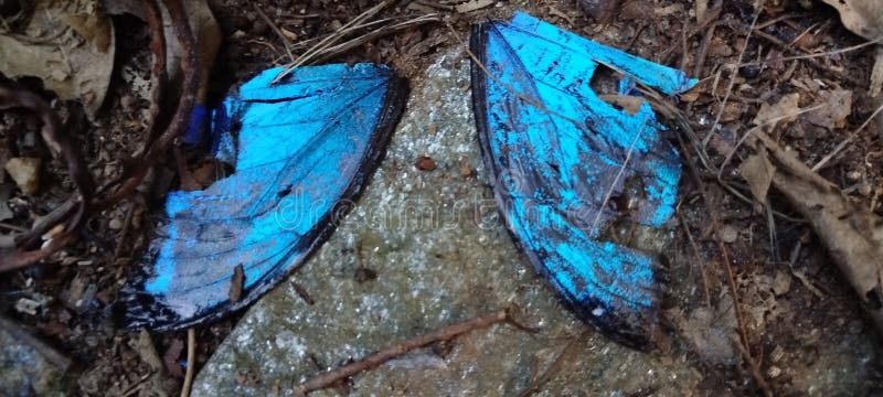 Blue Wings of Dead Butterfly Stock Photo - Image of animal, leaf: 379622844