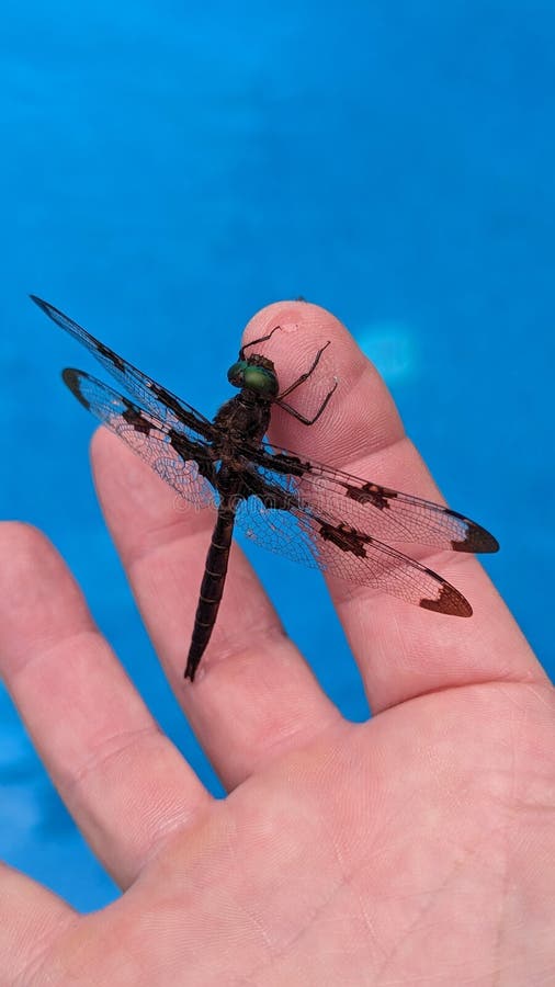 Blue Wings Dragonfly Dragon Hand Stock Image - Image of wings, dragon ...