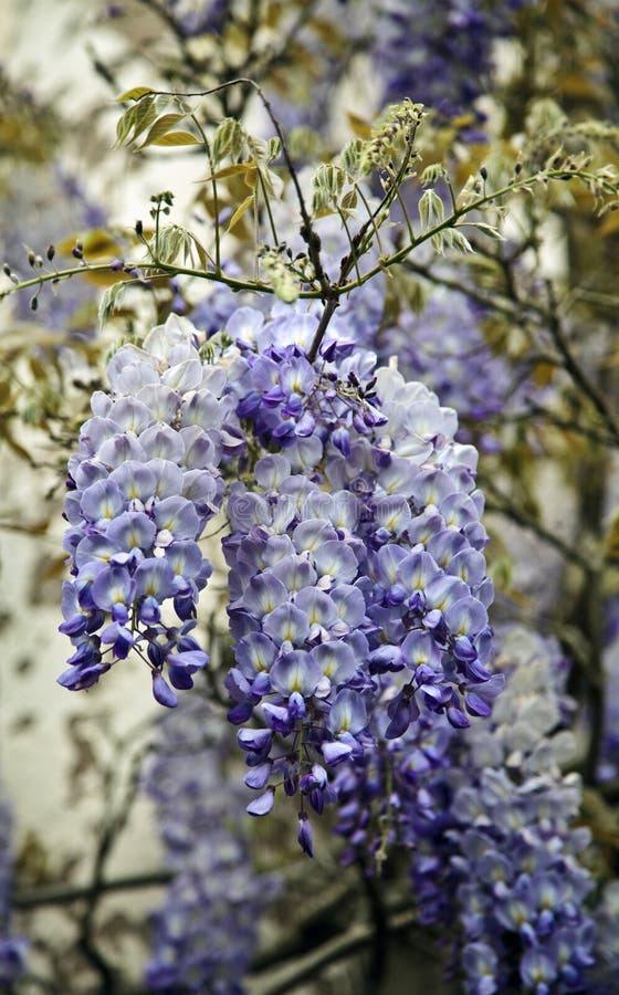 Blue Wisteria flowers stock image. Image of garden, summer - 19574945