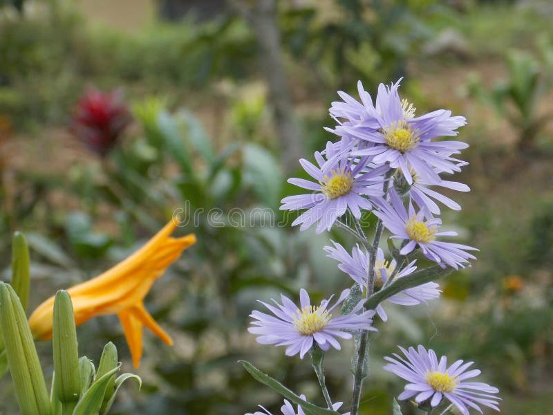 Blue Wood Aster with Green Blurred Background. Stock Photo - Image of ...