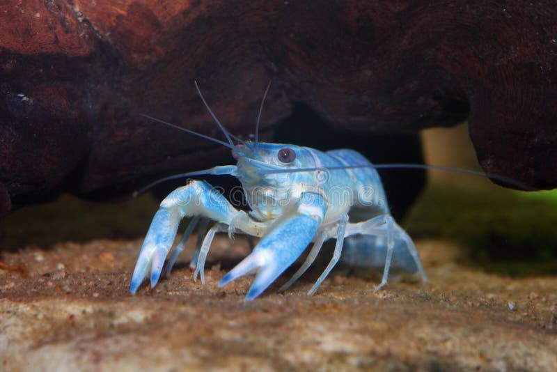 464 Yabby Stock Photos - Free & Royalty-Free Stock Photos from Dreamstime