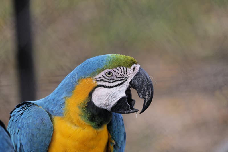 Blue-and-yellow Ara stock image. Image of bird, wildlife - 11946655