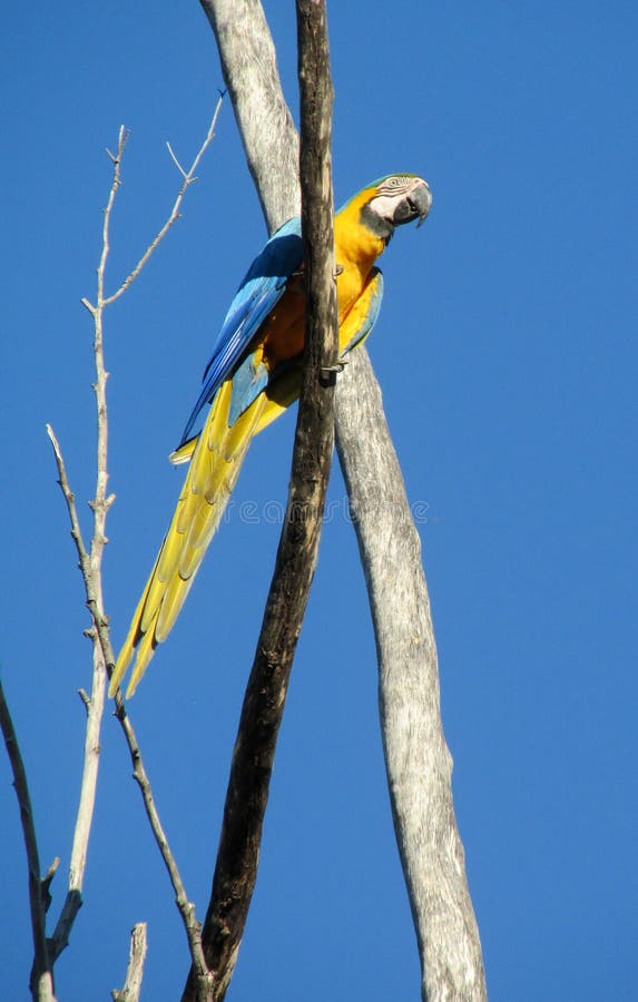 109 Arara Flying Stock Photos - Free & Royalty-Free Stock Photos from ...