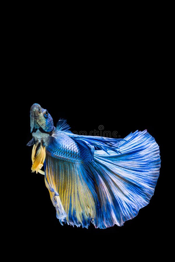 Blue and Yellow Betta Fish, Siamese Fighting Fish Stock Image - Image ...