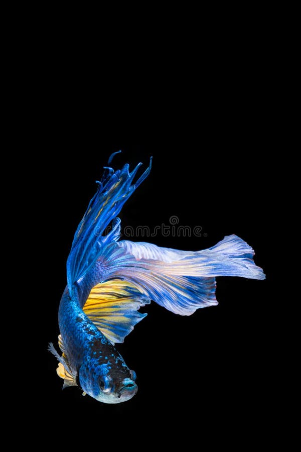 Blue and Yellow Betta Fish, Siamese Fighting Fish Stock Image - Image ...