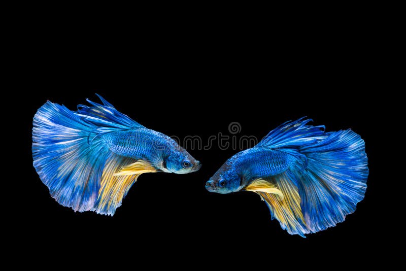 Blue and Yellow Betta Fish, Siamese Fighting Fish Stock Image - Image ...