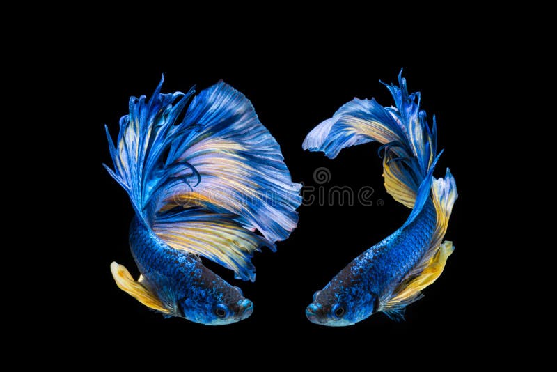 Blue and Yellow Betta Fish, Siamese Fighting Fish Stock Image - Image ...
