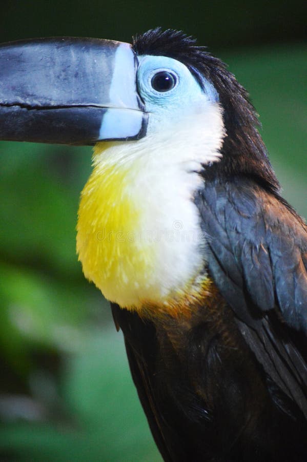 Bird toucan stock image. Image of bill, park, keel, branch - 243824135