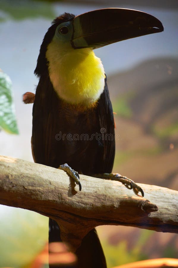 Bird toucan stock image. Image of beak, color, billed - 243824163