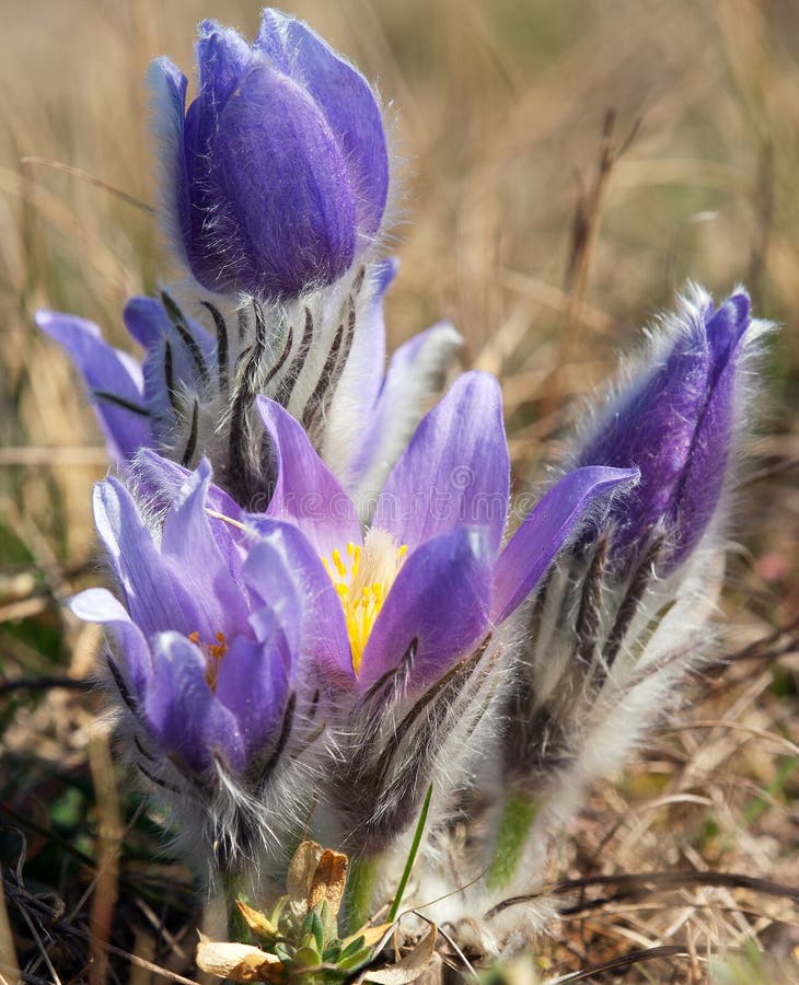 Blue and Yellow Early Springy Flower of Pasqueflower Stock Image ...