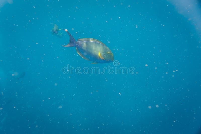 A Blue and Yellow Exotic Reef Fish Stock Image - Image of diving, blue ...
