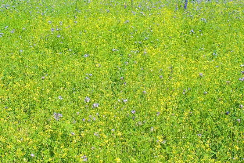 Field Flowers and Grass Background. Stock Image - Image of texture ...