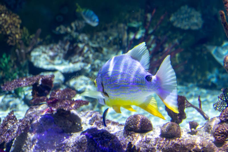 Yellow Fish in the Aquarium.Underwater World of the Ocean Stock Image ...