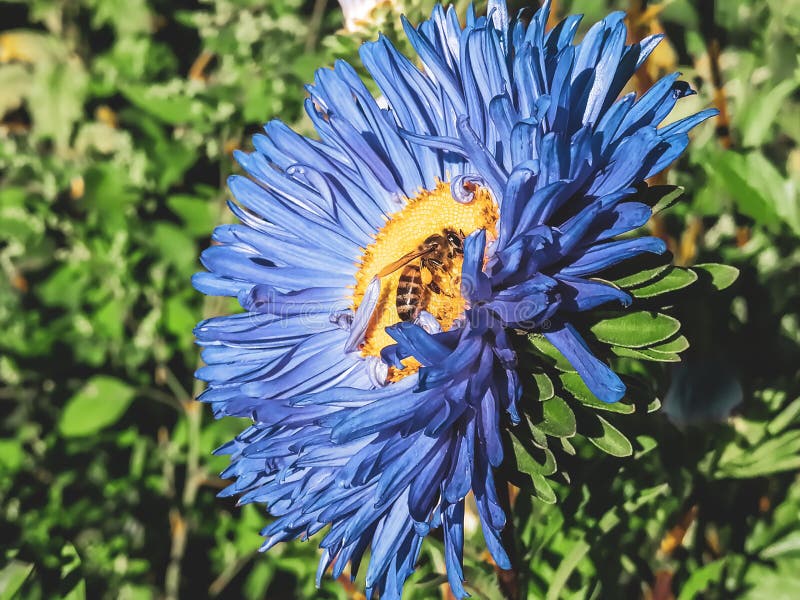 Blue-yellow Flower with a Bee. on a Blue Aster with a Yellow Core Sits ...