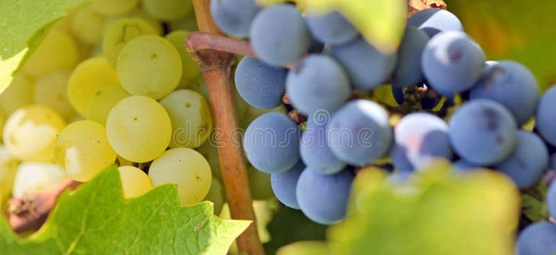 Blue and Yellow Grapes in the Vineyard Stock Photo - Image of natural ...