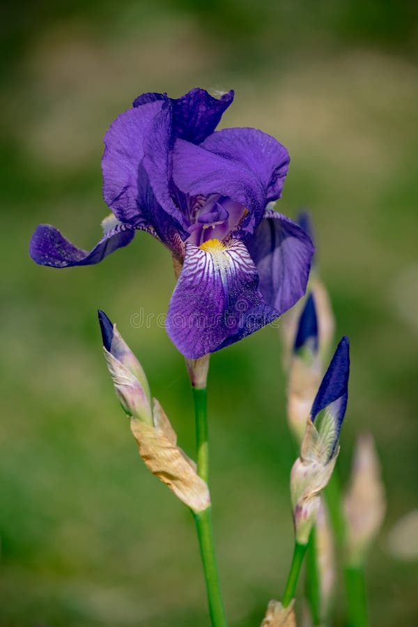 Blue and Yellow Iris Iris Unguicularis Stock Image - Image of glycoside ...