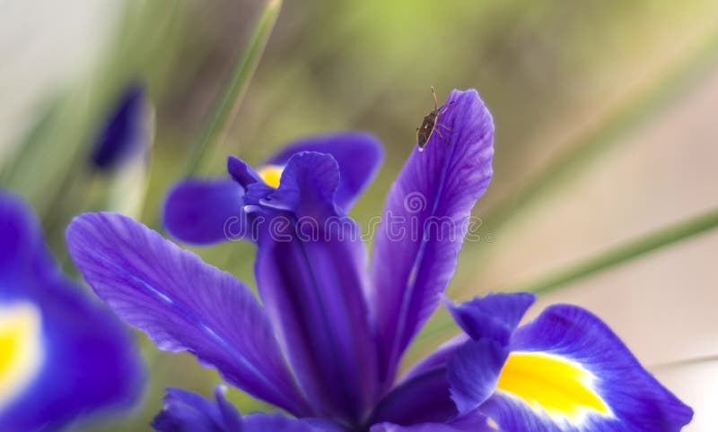 Blue Iris with a Weevil at Garden in Spring Stock Image - Image of ...