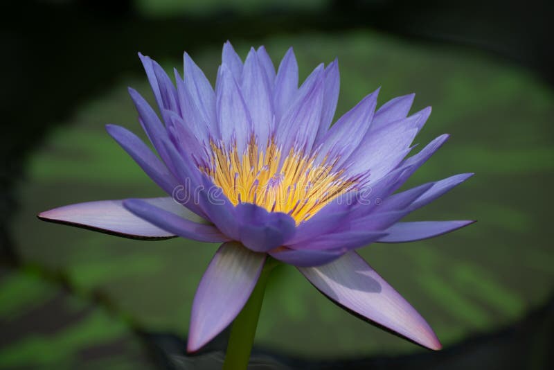 Blue and yellow lily pad stock photo. Image of pink - 155916866