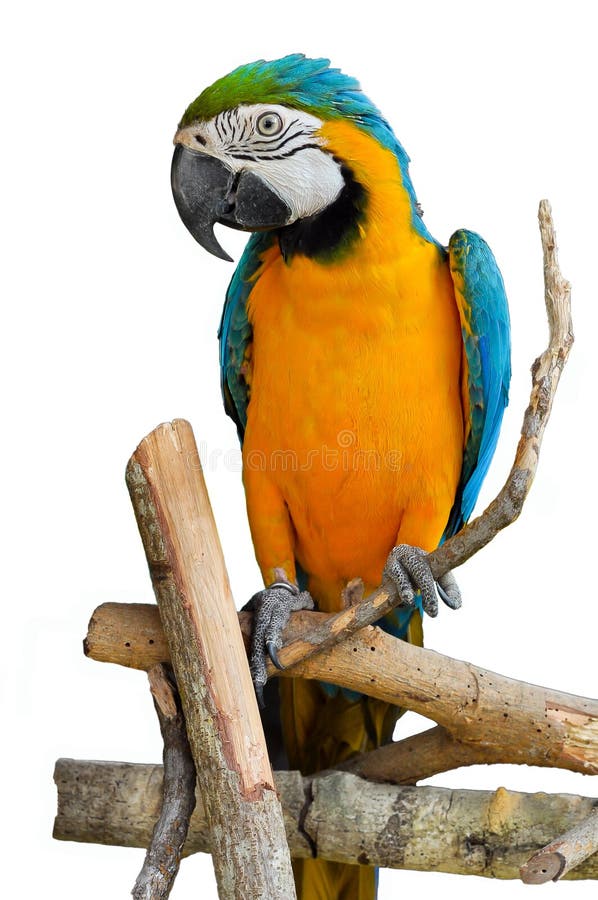 Blue-and-yellow Macaw stock photo. Image of exotic, fluffy - 37994626