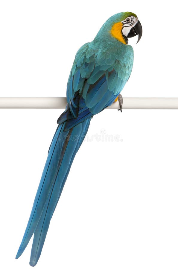 Rear View of Blue and Yellow Macaw, Ara Ararauna Stock Image - Image of ...