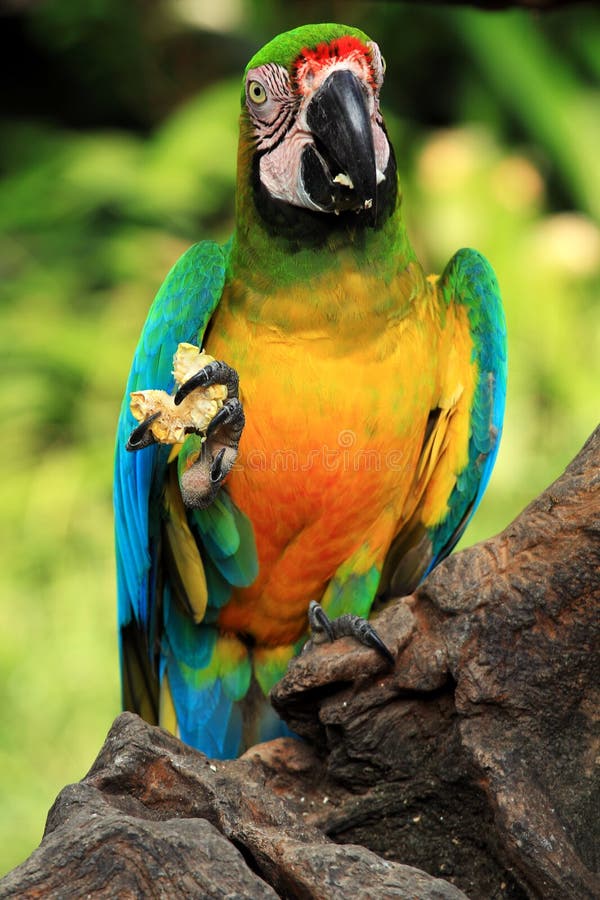 Blue-and-yellow Macaw [Ara Ararauna] Stock Photo - Image of color ...