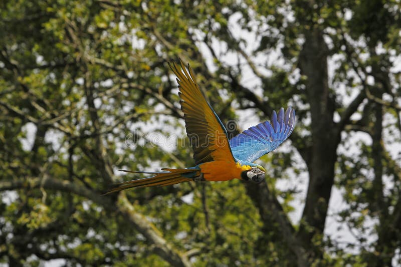 Blue and Yellow Macaw, Ara Ararauna, Adult in Flight Stock Photo ...