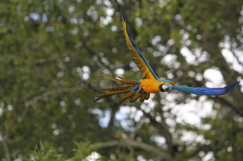 Blue and Yellow Macaw, Ara Ararauna, Adult in Flight Stock Image ...