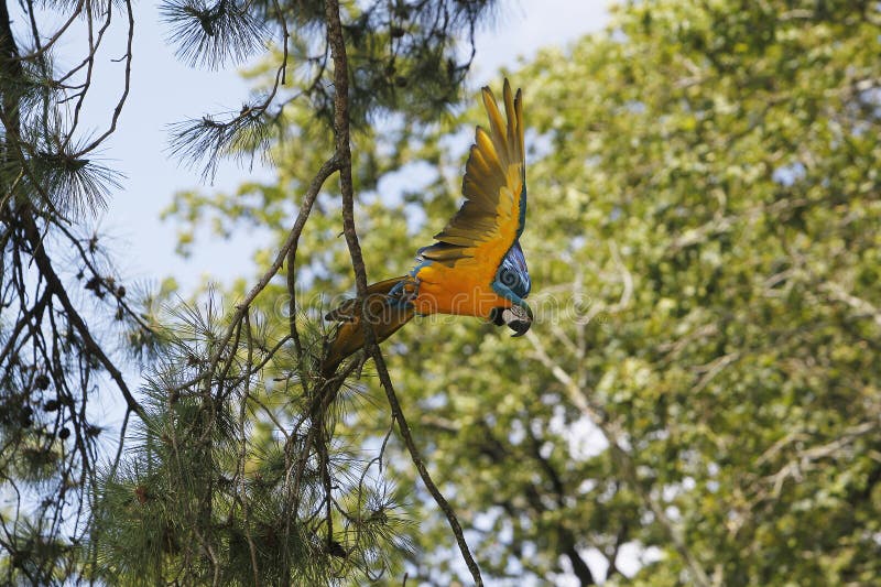 Blue and Yellow Macaw, Ara Ararauna, Adult in Flight Stock Image ...
