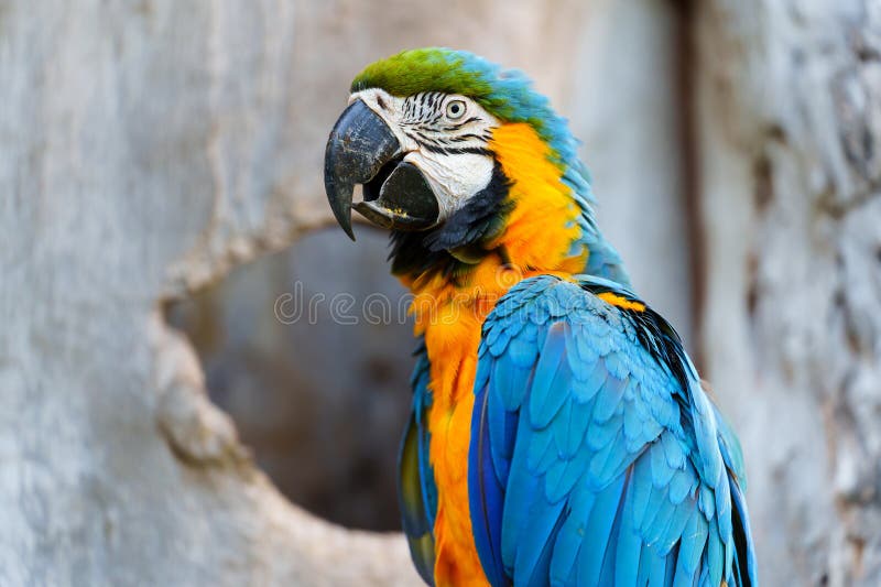 Blue-and-yellow Macaw (Ara Ararauna), Also Known As Blue-and-gold Macaw ...