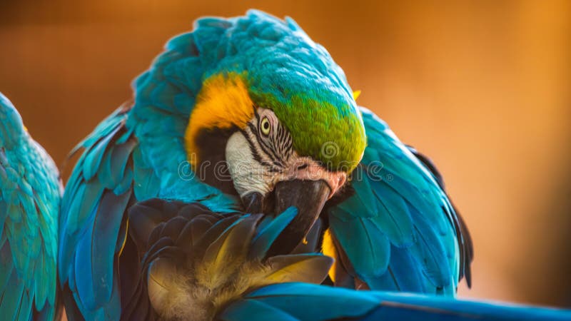 Blue-and-yellow Macaw (Ara Ararauna) Bird Preening Feather Stock Photo ...
