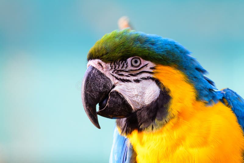 Blue and Yellow Macaw Ara Ararauna. Closeup Stock Image - Image of ...