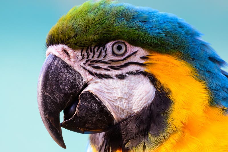 Blue and Yellow Macaw Ara Ararauna. Closeup Stock Photo - Image of ...