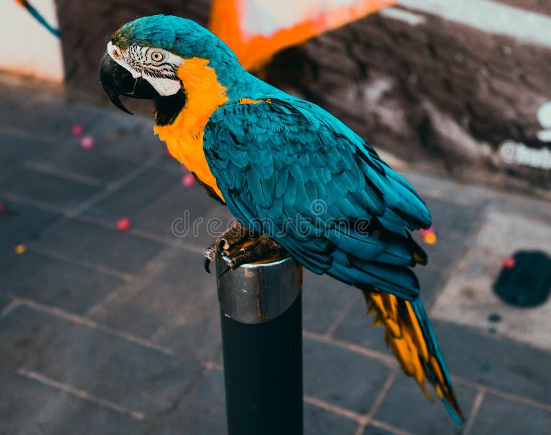 Blue and Yellow Macaw (Ara Ararauna) an Exotic Bird Stock Photo - Image ...