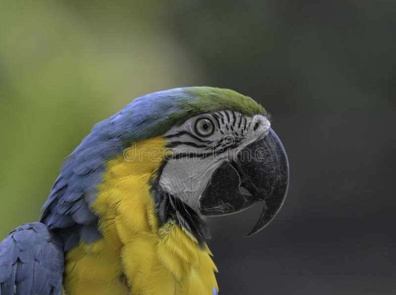 Blue and Yellow Macaw (Ara Ararauna) an Exotic Bird Stock Image - Image ...