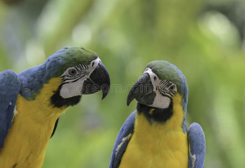 Blue and Yellow Macaw (Ara Ararauna) an Exotic Bird Stock Image - Image ...