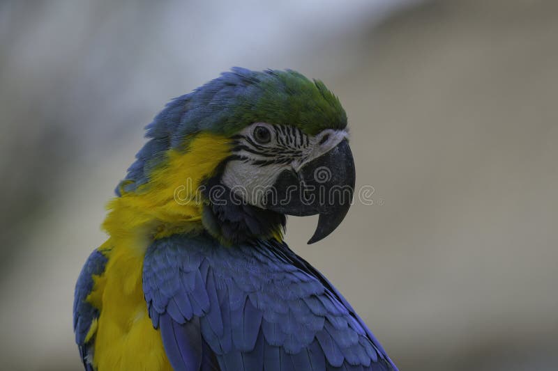 Blue and Yellow Macaw (Ara Ararauna) an Exotic Bird Stock Image - Image ...
