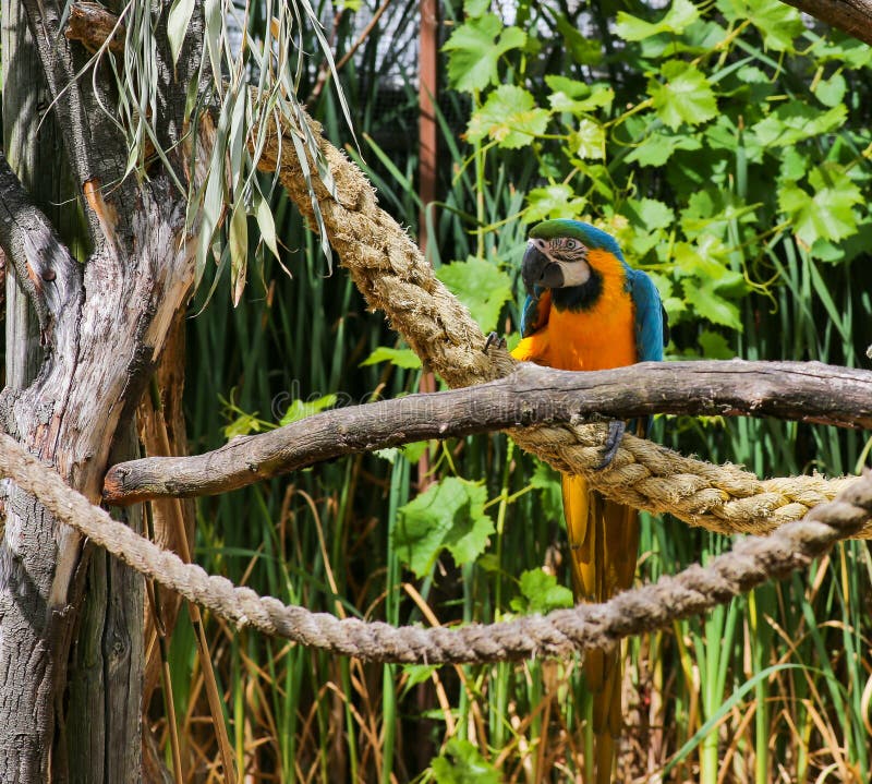 Blue and Yellow Macaw Ara Ararauna Stock Image - Image of animal ...