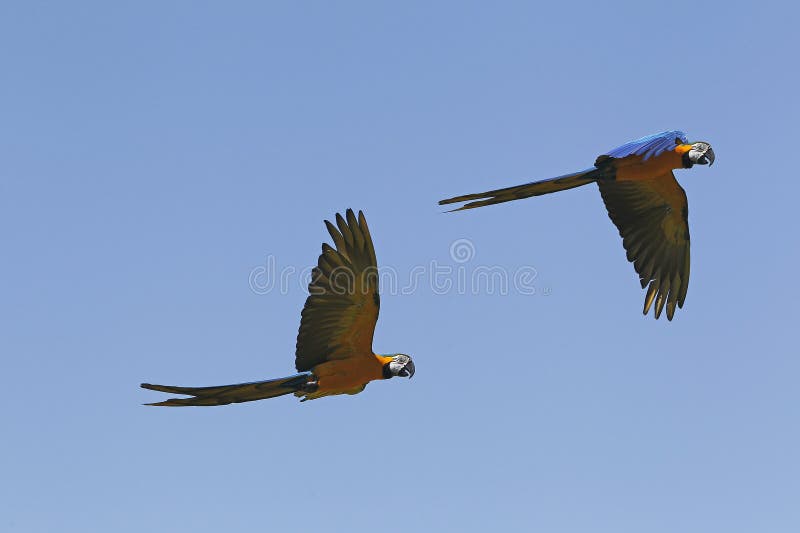 Blue and Yellow Macaw, Ara Ararauna, Pair in Flight Stock Image - Image ...