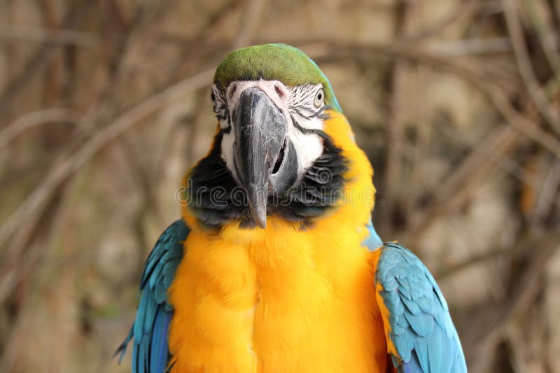 Blue-and-yellow Macaw (ara Ararauna) in a Park in Valletta (malta ...