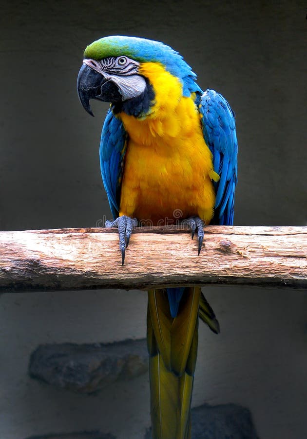 Blue-and-yellow Macaw (Ara Ararauna) Stock Photo - Image of macaw ...