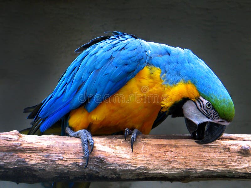 Blue-and-yellow Macaw (Ara Ararauna) Stock Image - Image of avian ...