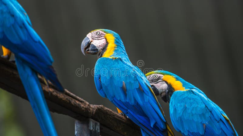 7,732 Birds Blue Yellow Macaw Stock Photos - Free & Royalty-Free Stock ...