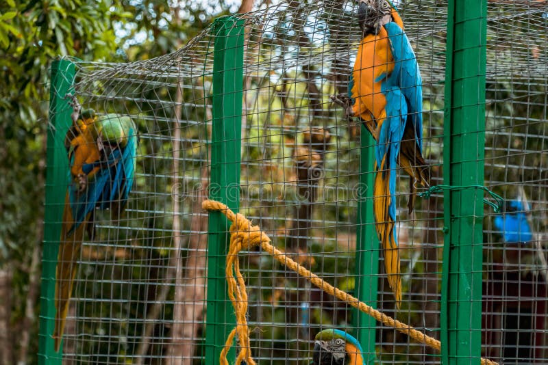 Yellow Caged Canary with Food Water on a Wooden Cage Outdoors Stock ...